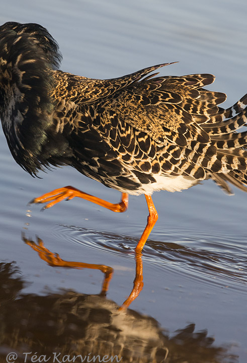 photo of the week 18 (Suokukko, Ruff, Philomachus pugnax) - Tea Karvinen