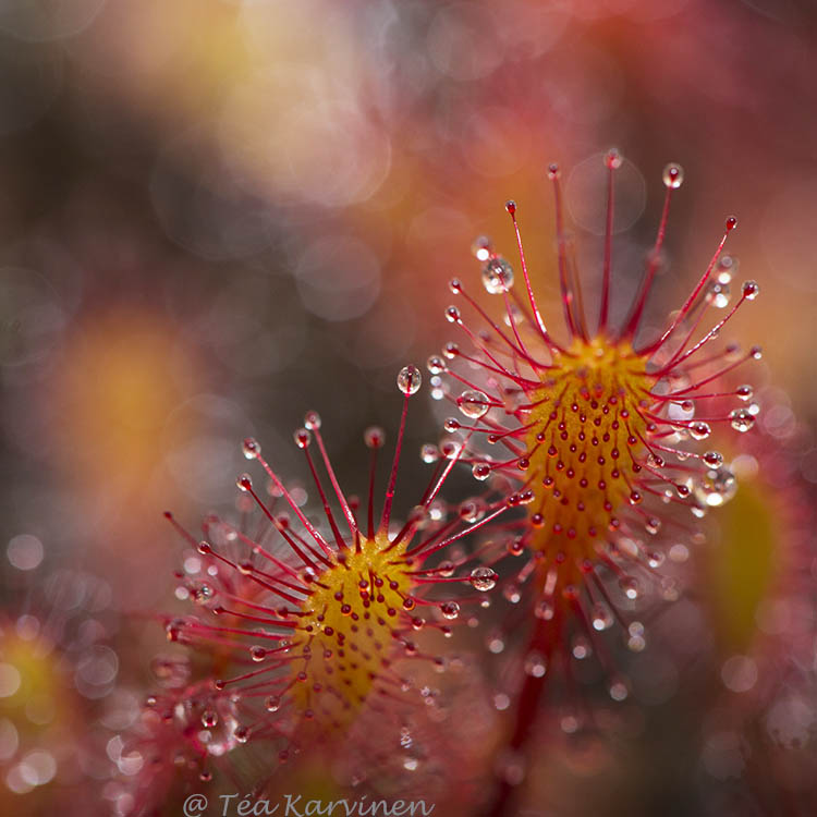 Oulanka / summer - Tea Karvinen